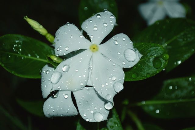 Close-up of water drops on flower | ID: 83278812