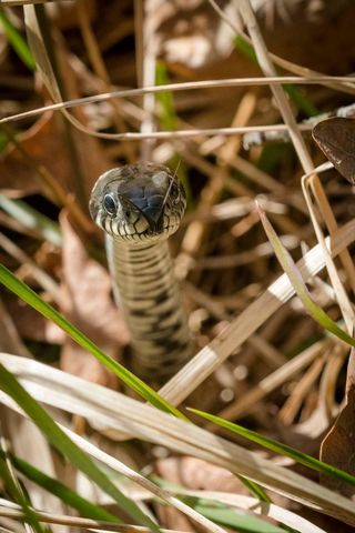 A cute litle snake called snok in sweden. | ID: 105246009