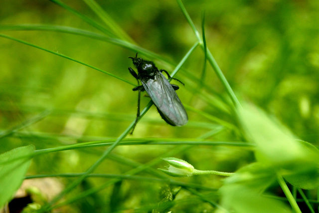 Close-up of insect on grass | ID: 140775536