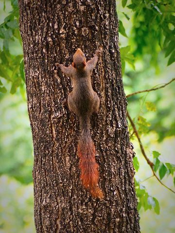 Close up of squirrel on tree trunk | ID: 111606632