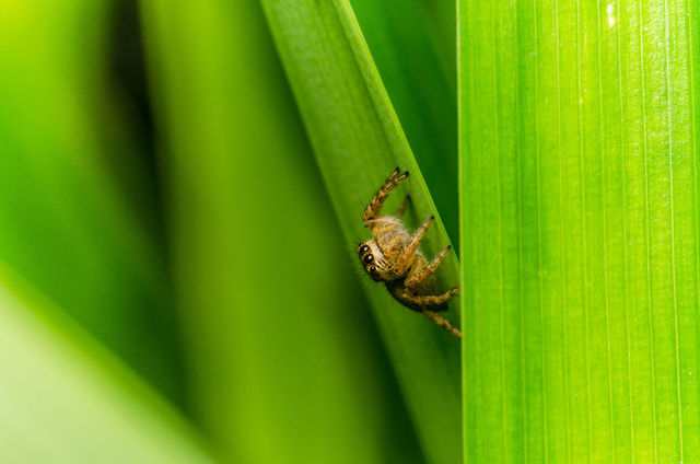 Close-up of insect on leaf | ID: 119241150