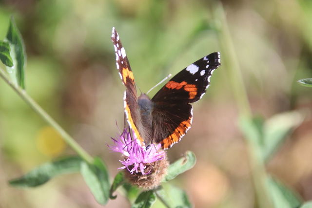 Close-up of butterfly pollinating on purple | ID: 151412835