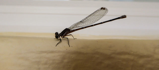 Close-up of insect against sky | ID: 110027370