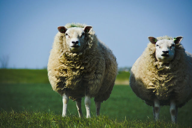 Portrait of sheep standing on field against | ID: 104884813