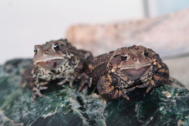 Close-up of frog on rocks | ID: 139773191