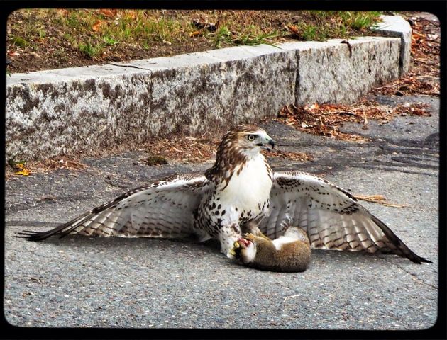 Hawk hunting rodent | ID: 958841