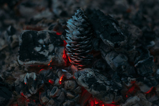 Close-up of pine cone burning with firewood | ID: 112542821