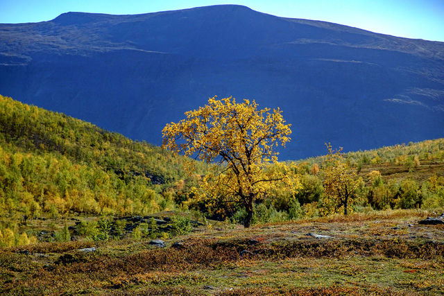 Trees on landscape against mountain | ID: 122376608