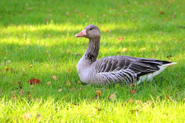 Close-up of duck perching on grassy field | ID: 113627545