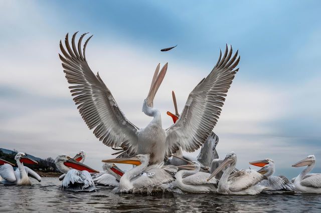 bird 219757941 | Beautiful photography on EyeEm