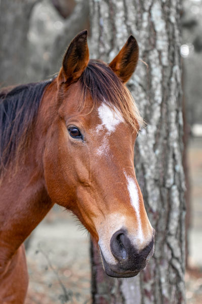 Chestnut Horse Page 2 Of Chestnut Horse Pictures | Curated Photography