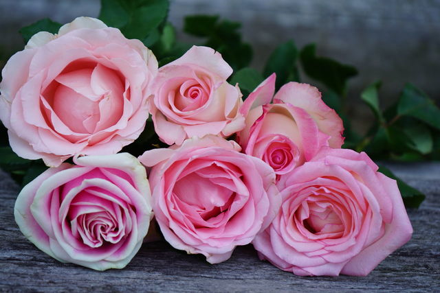 Close-up of pink roses on rose | ID: 154571625