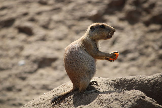Close-up of lizard eating rock | ID: 148687175