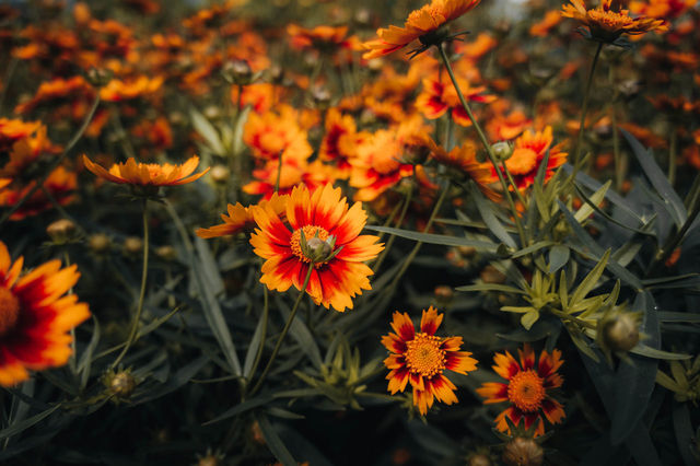 plant 196621880 | Beautiful photography on EyeEm