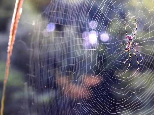 Close-up of spider and web against blurred | ID: 48844166