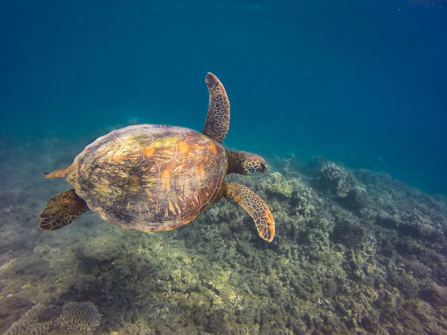 View of turtle swimming | ID: 145692380