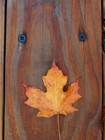 Close-up of autumn leaf on wood | ID: 148642407