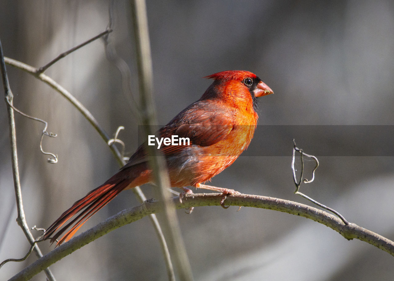 bird 198042190 | Beautiful photography on EyeEm