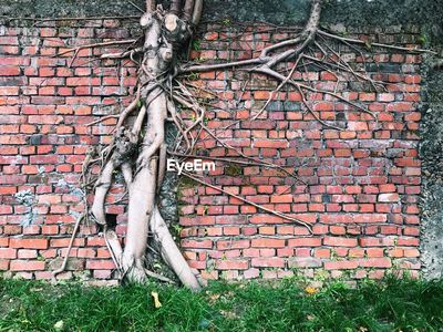 tree growing out of wall