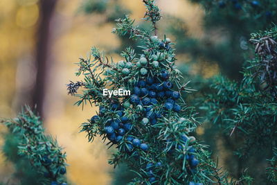 juniper berries tree uk