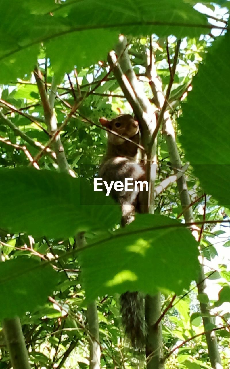 Squirrel hanging on tree | ID: 89081525