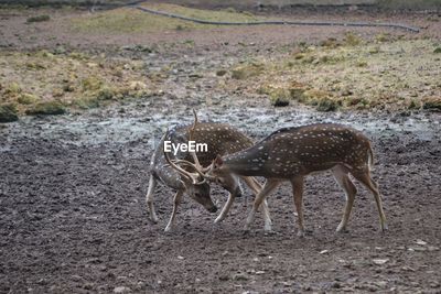 deer in mud