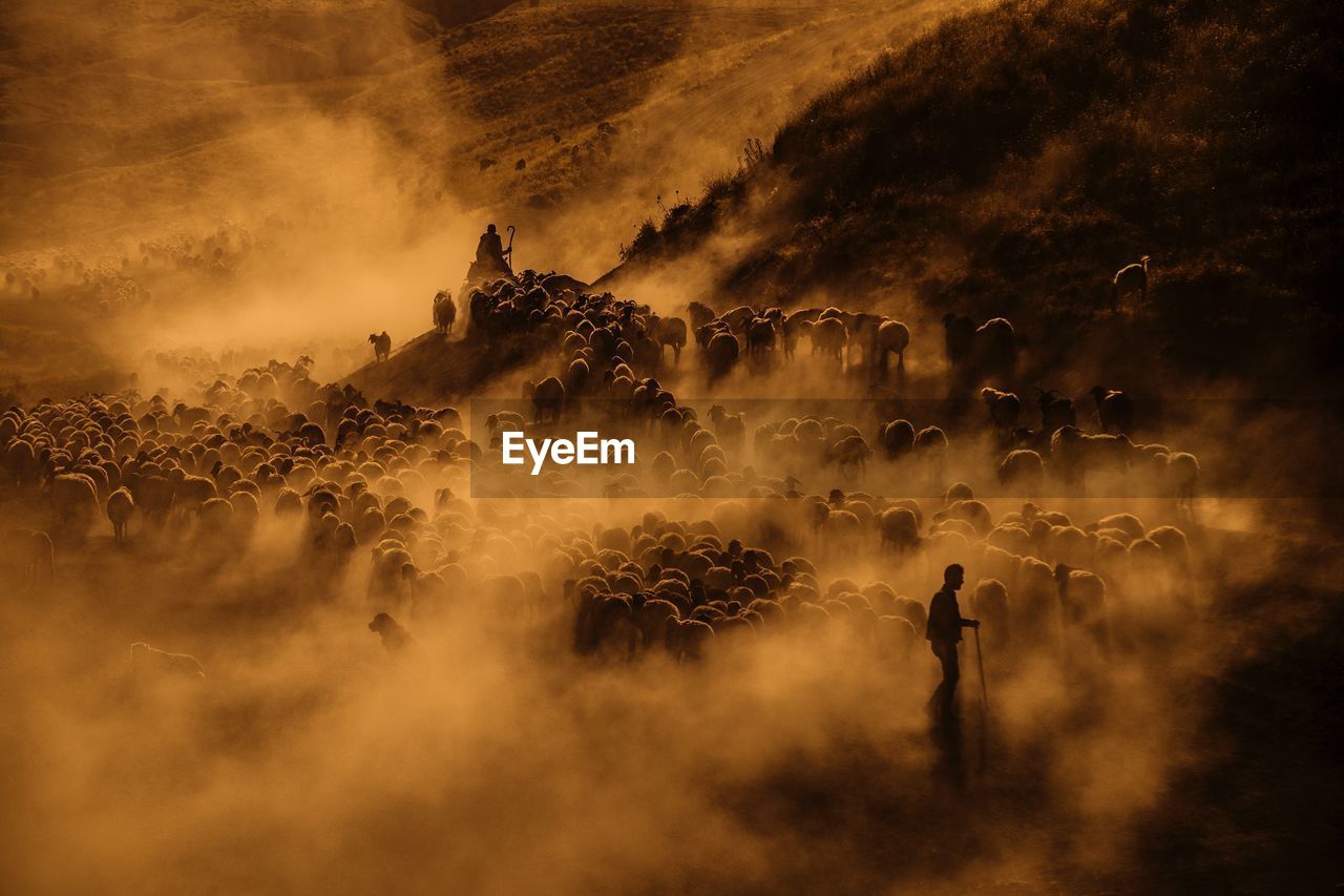 Silhouette men and sheep on field during | ID: 126368852