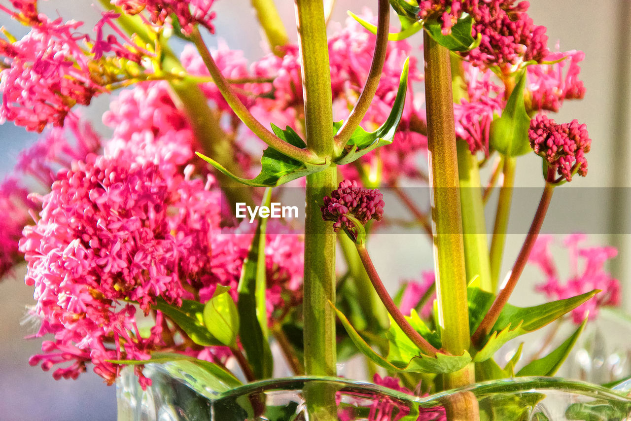 Close-up of plant | ID: 102846873