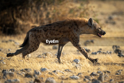 Spotted Hyena Running