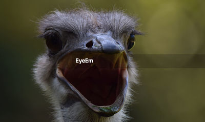 yelling ostrich