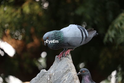 funny pigeon