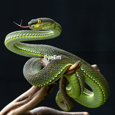 snake green background