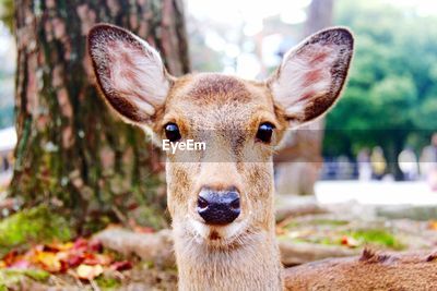 deer front view