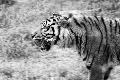 tiger side view standing