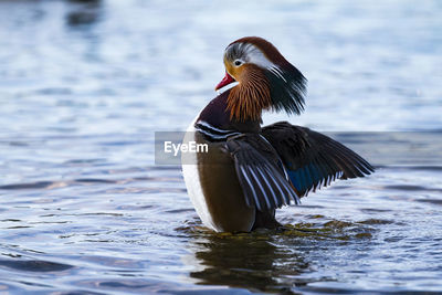 mandarin duck wings