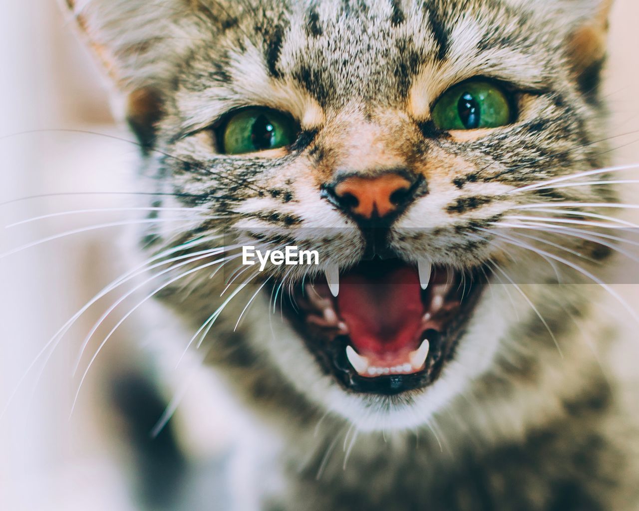 Close-up portrait of cat screaming | ID: 141871710