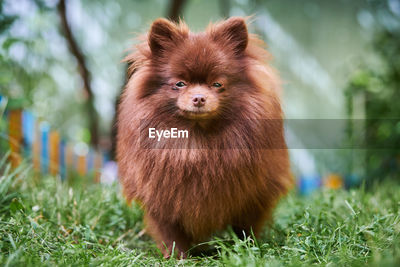 pom german spitz