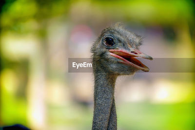 smiling ostrich