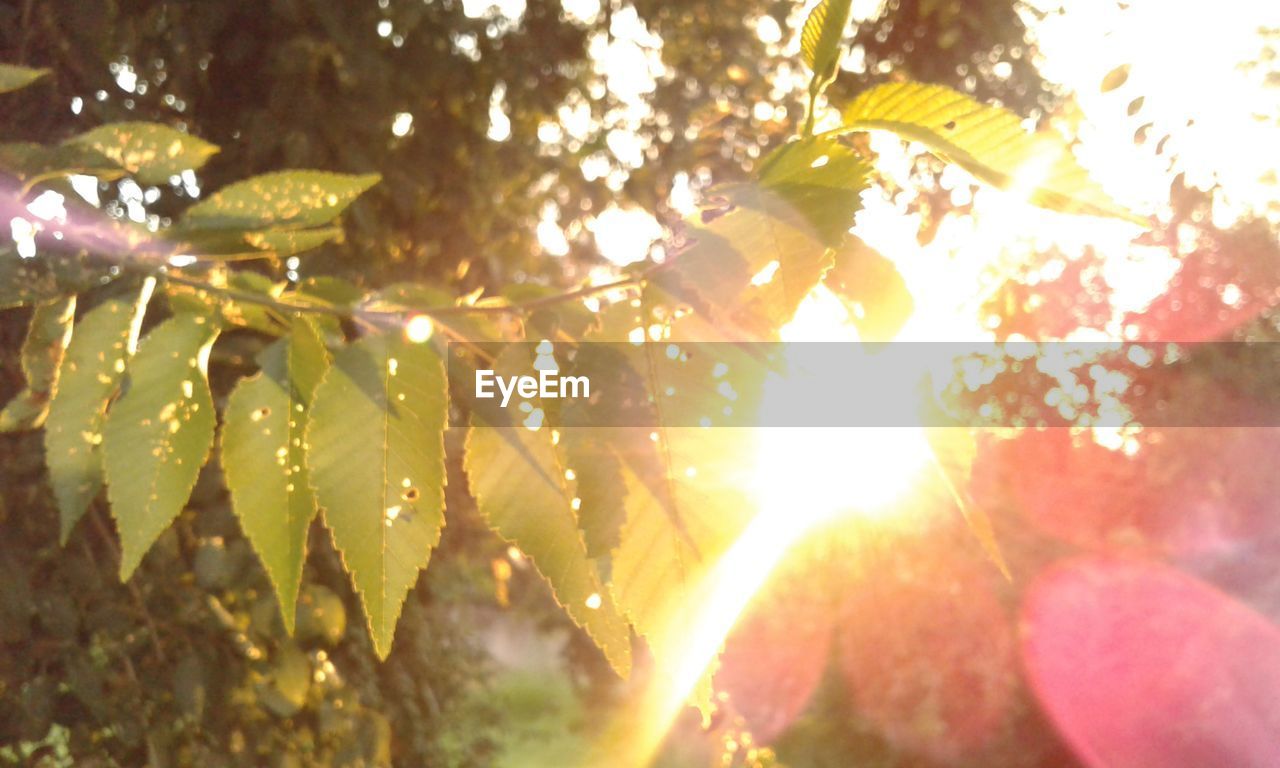 Low angle view of tree against sunlight | ID: 100803099