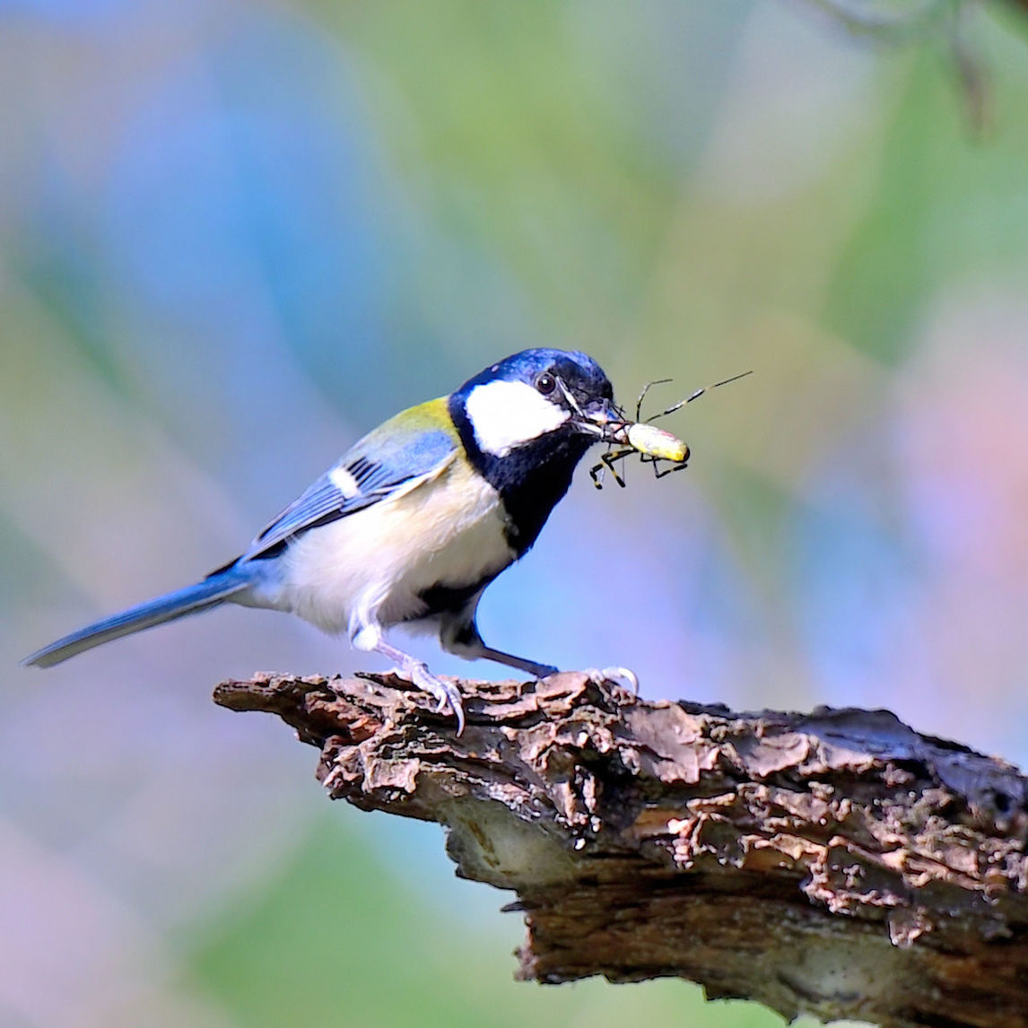 animal themes 210508708 | Beautiful photography on EyeEm