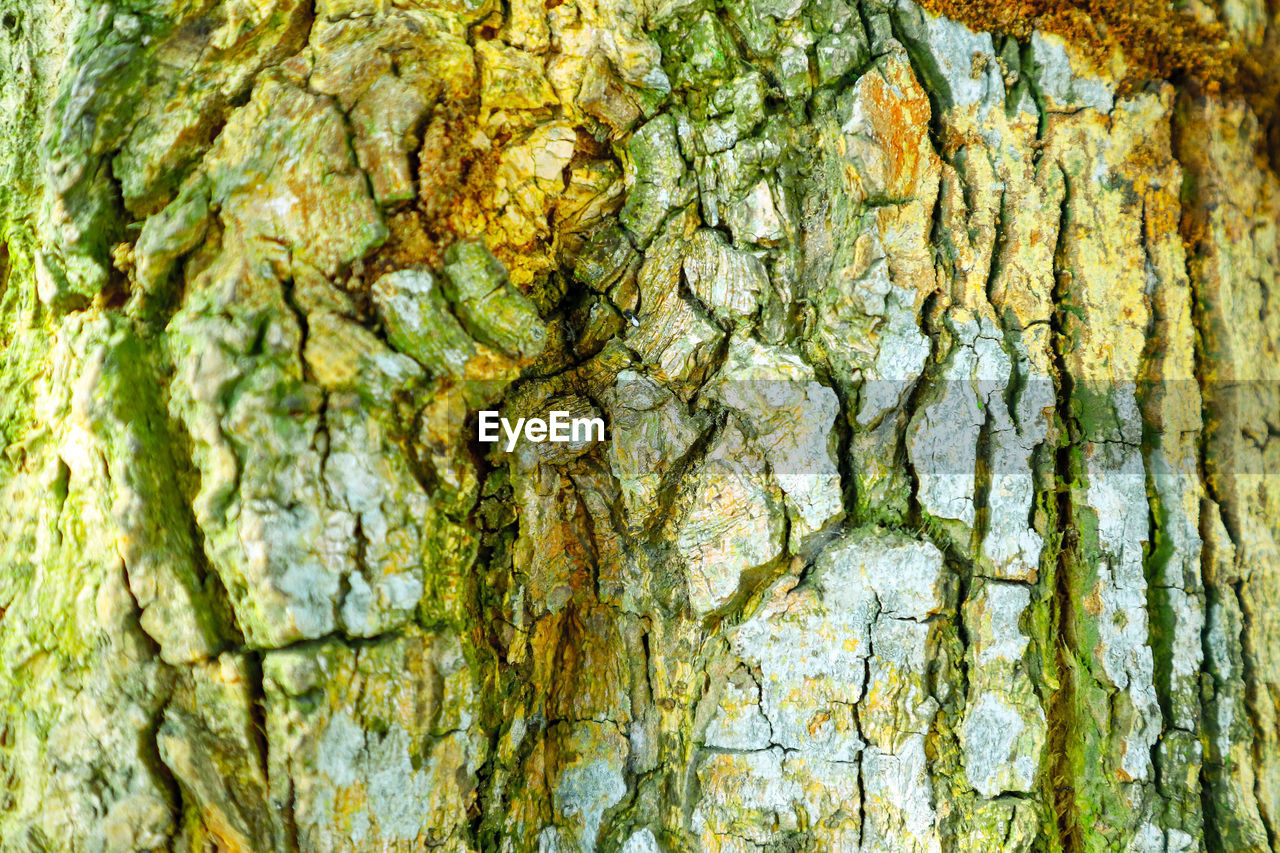 Full frame shot of tree bark | ID: 135876294