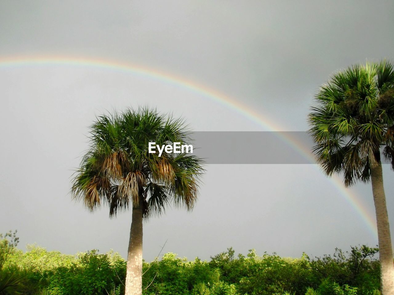 Scenic view of rainbow over trees | ID: 81101114