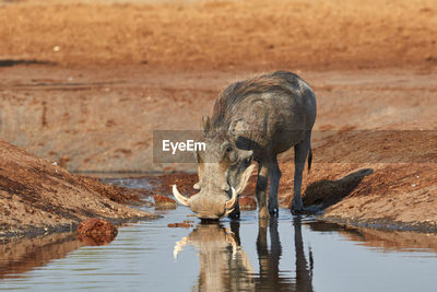 warthog water
