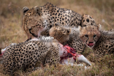 cheetah eating