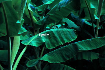 banana leaf texture