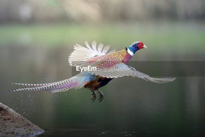 pheasant flying