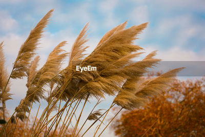 reed identification uk