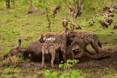 prey animals in the forest