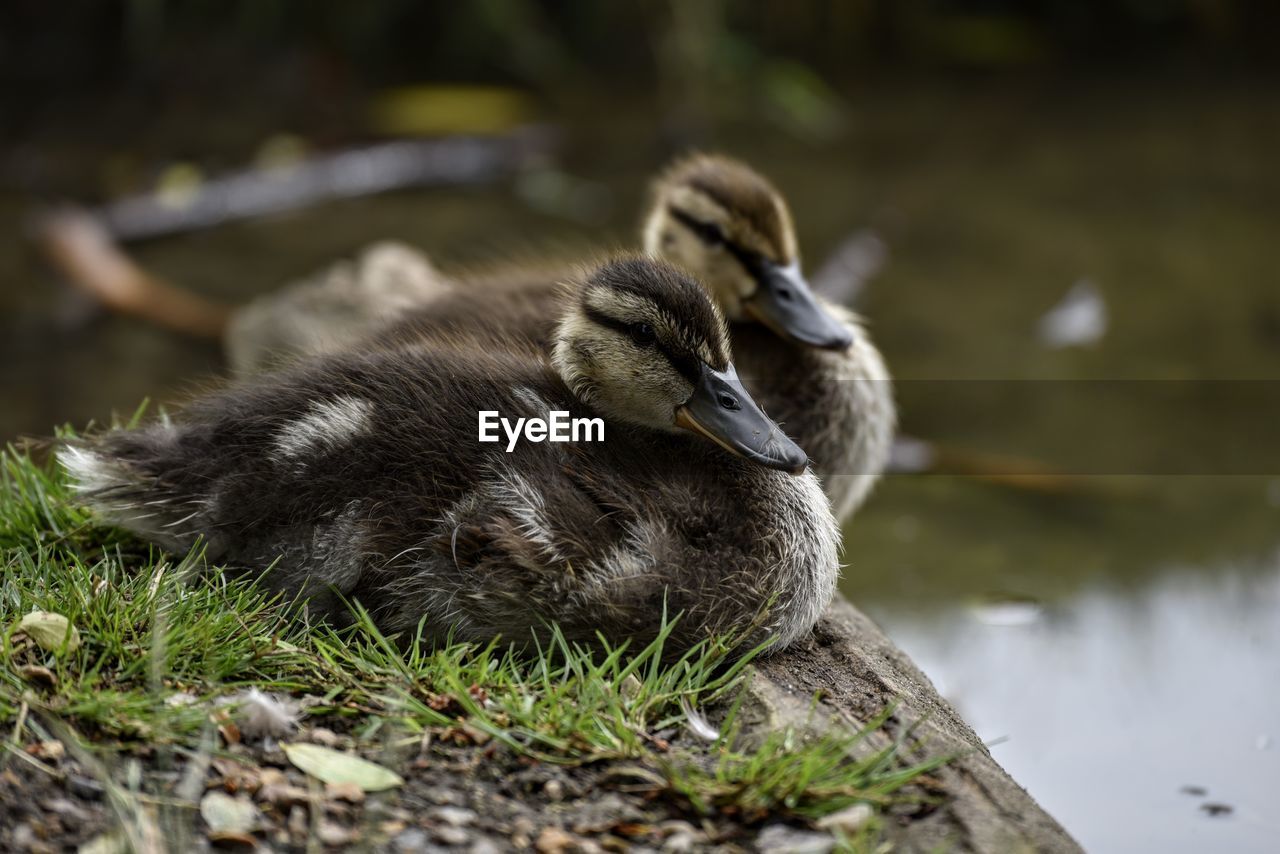 animal themes 198974158 | Beautiful photography on EyeEm