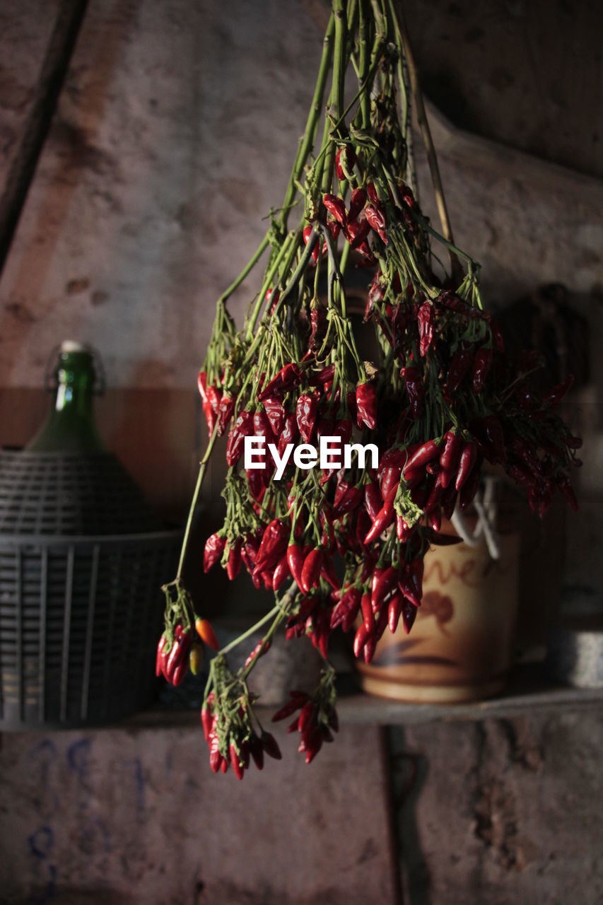 Close-up of jalapenos hanging against wall | ID: 90772105